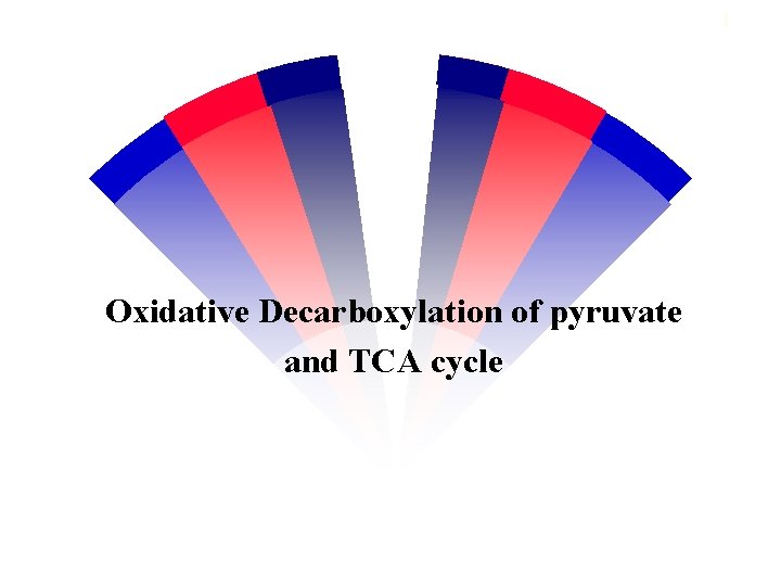 1 Oxidative Decarboxylation of pyruvate and TCA cycle
