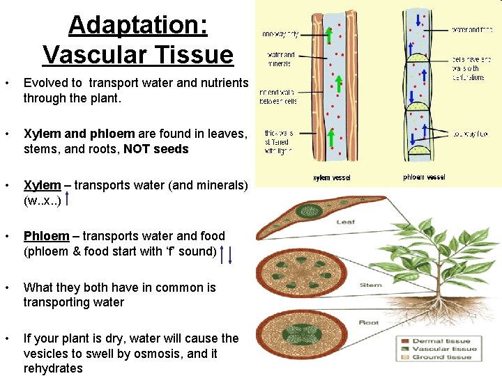 What Plants Need to Survive Sunlight Provides energy