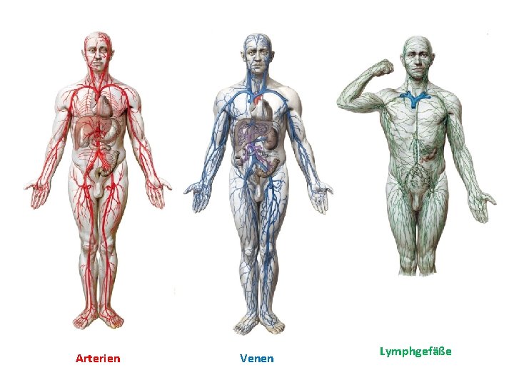 Histologie der Gefe Dr Szab Arnold szabo arnoldmed