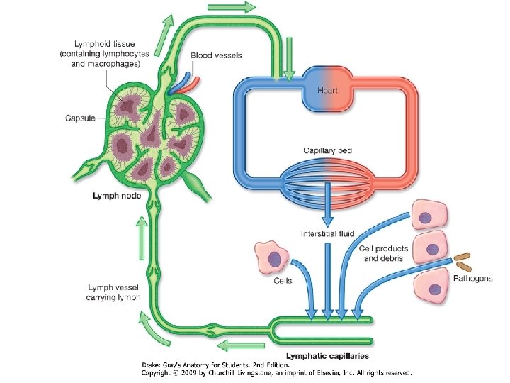 Histologie der Gefe Dr Szab Arnold szabo arnoldmed
