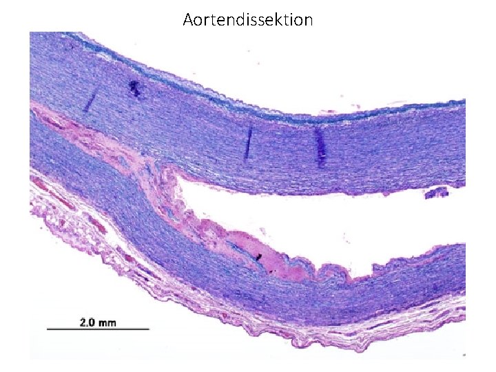 Histologie der Gefe Dr Szab Arnold szabo arnoldmed