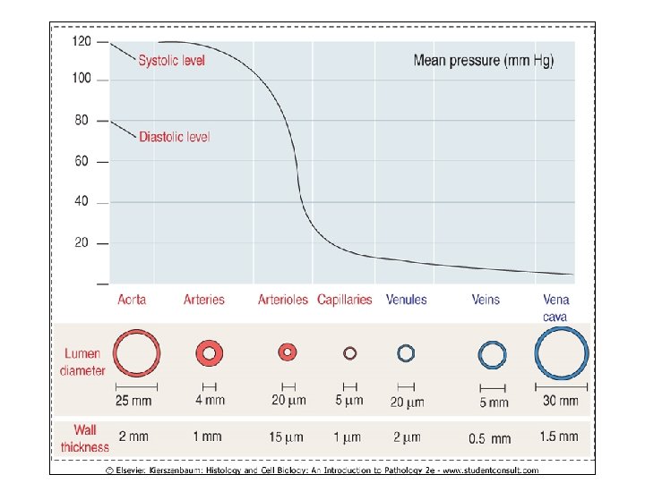 Histologie der Gefe Dr Szab Arnold szabo arnoldmed