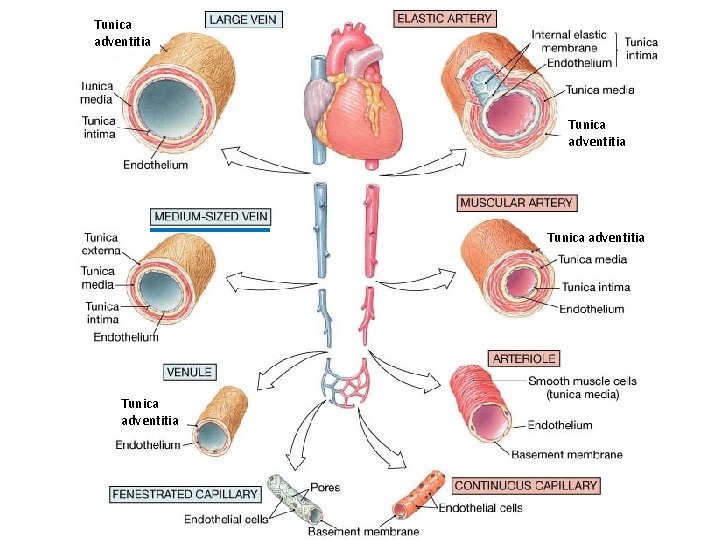 Histologie der Gefe Dr Szab Arnold szabo arnoldmed