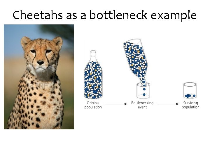 Daily Warmup February th 7 What is genetic