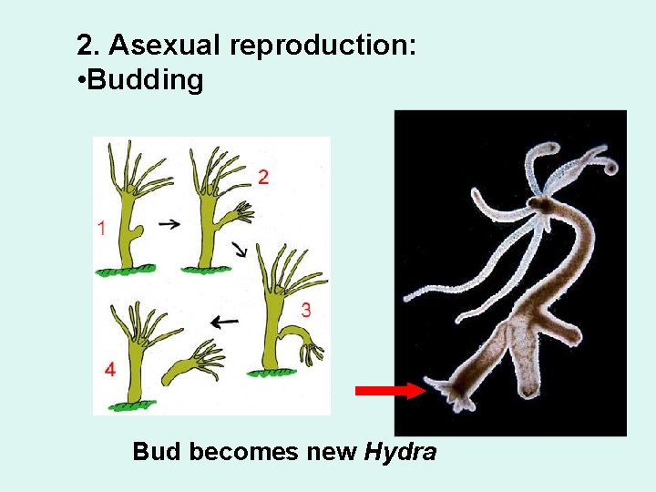 Phylum Cnidaria Hydra jellyfish coral sea anemones Cnidaria