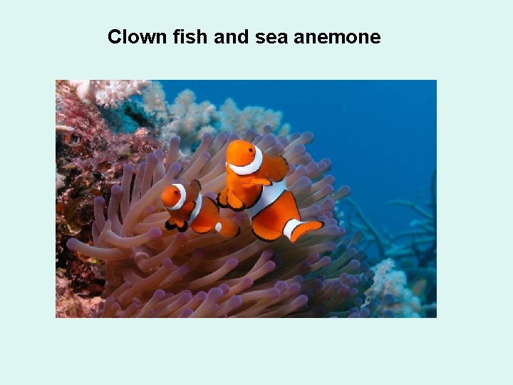 Phylum Cnidaria Hydra jellyfish coral sea anemones Cnidaria