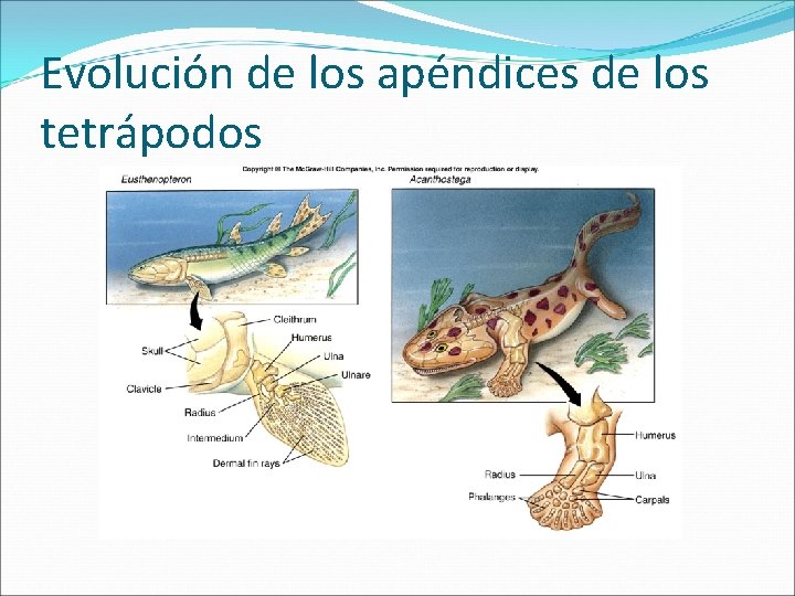 Phylum Chordata Clase Amphibia Primeros tetrpodos Anfibios modernos