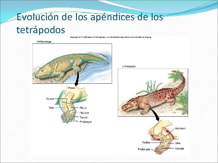 Phylum Chordata Clase Amphibia Primeros tetrpodos Anfibios modernos