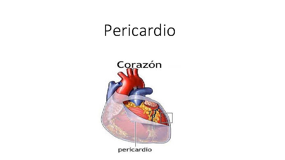 Pericardio Membrana fibroserosa de dos capas que envuelve