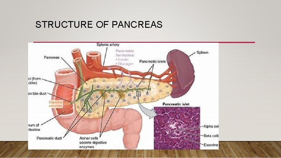 HOMEOSTASIS PANCREAS SARA PORTER BIOLOGY TUTOR LETS FIND