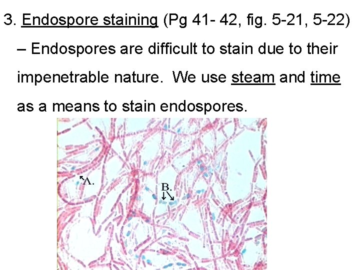 Special Staining Special stains allow us to make