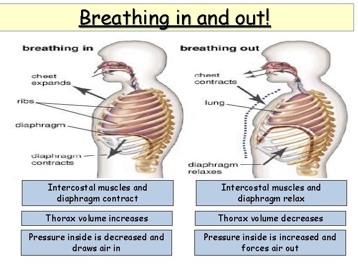 The Breathing System LO To understand how the