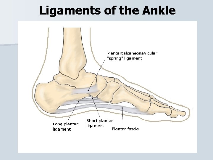 Injuries to the Lower leg Ankle and Foot