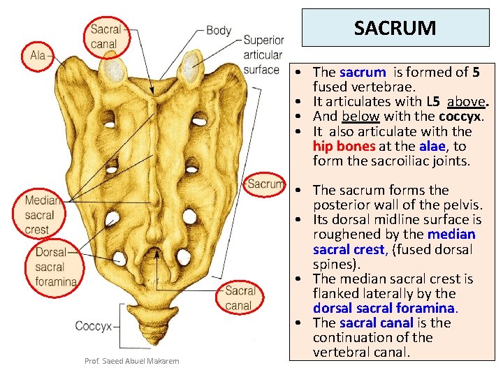 Spine Prof Saeed Abuel Makarem Spinal fractures are