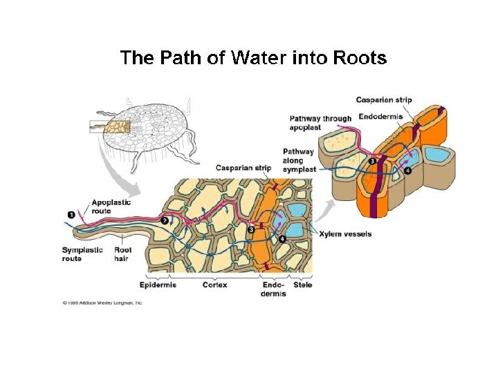 Competency Identify the parts of the roots its