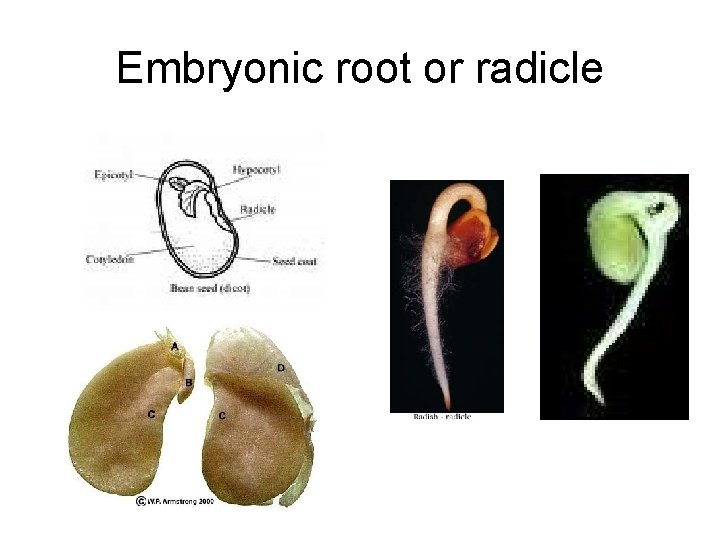 Competency Identify the parts of the roots its