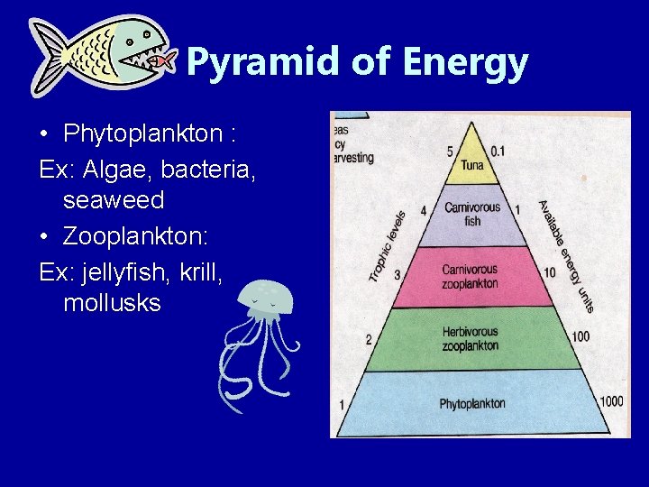 Chapter 3 Topic 4 Trophic levels and Ecological