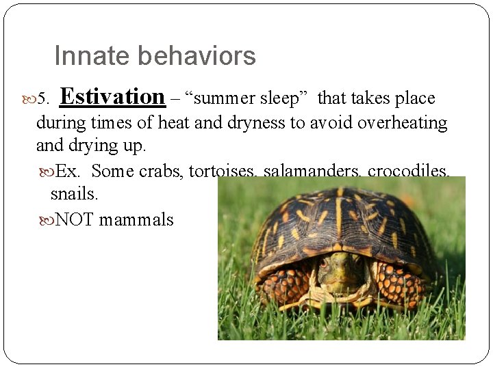 Animal Behaviors Animalia Typical organism sponges worms insects