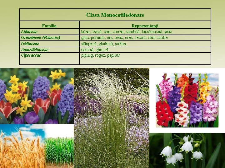 ANGIOSPERMELE CARACTERE GENERALE sunt cele mai rspndite i