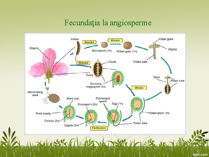 ANGIOSPERMELE CARACTERE GENERALE sunt cele mai rspndite i