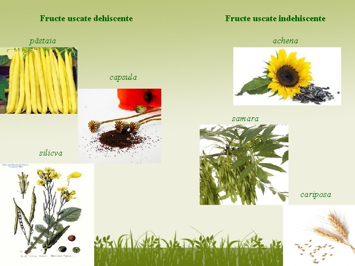 ANGIOSPERMELE CARACTERE GENERALE sunt cele mai rspndite i