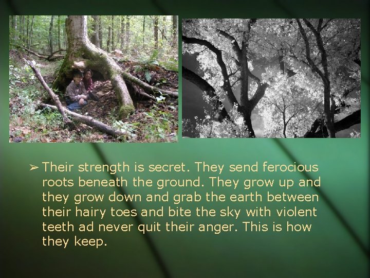 Four Skinny Trees By Sandra Cisneros They are