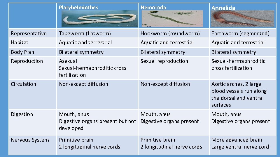 Kingdom Animalia Invertebrates PORIFERA CNIDARIANS Representative ...