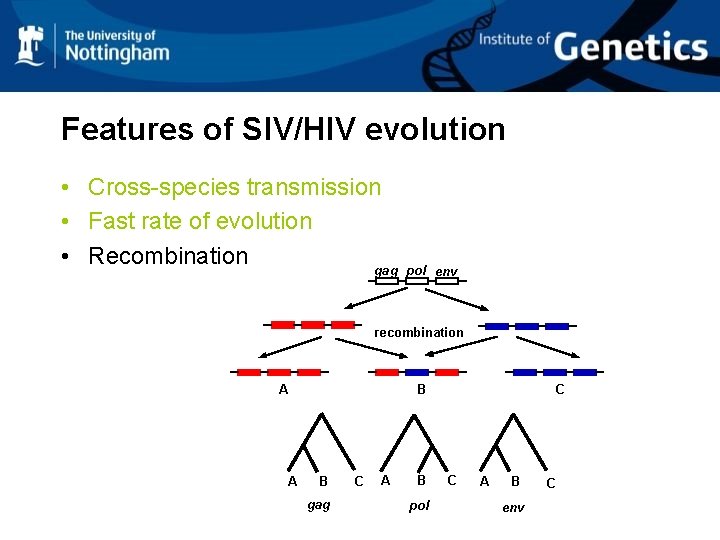 Origins of Human AIDS Viruses Elizabeth Bailes Institute