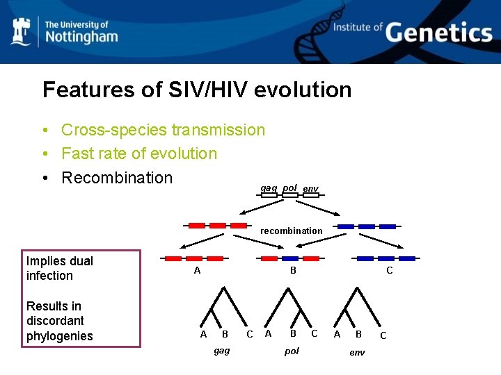 Origins of Human AIDS Viruses Elizabeth Bailes Institute