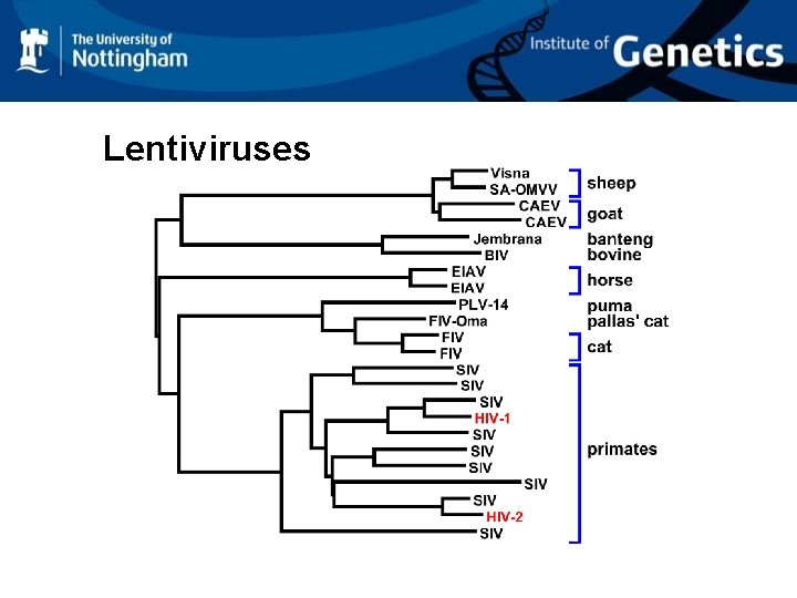 Origins of Human AIDS Viruses Elizabeth Bailes Institute