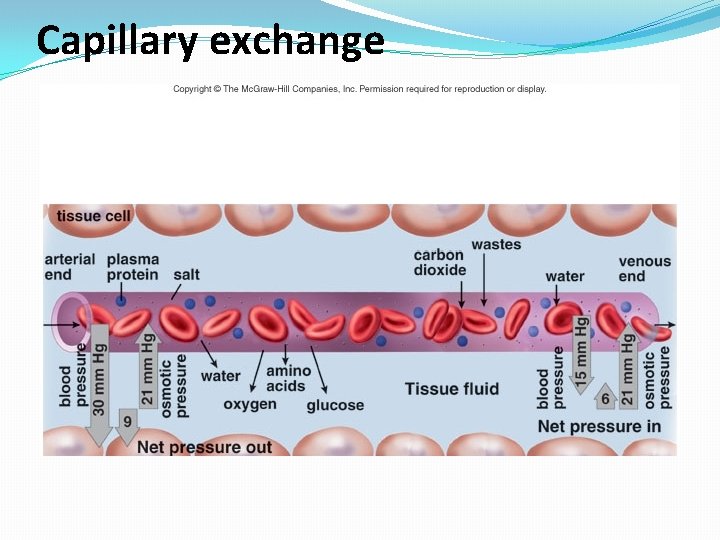 Circulatory System Human Biology 11 Functions of the