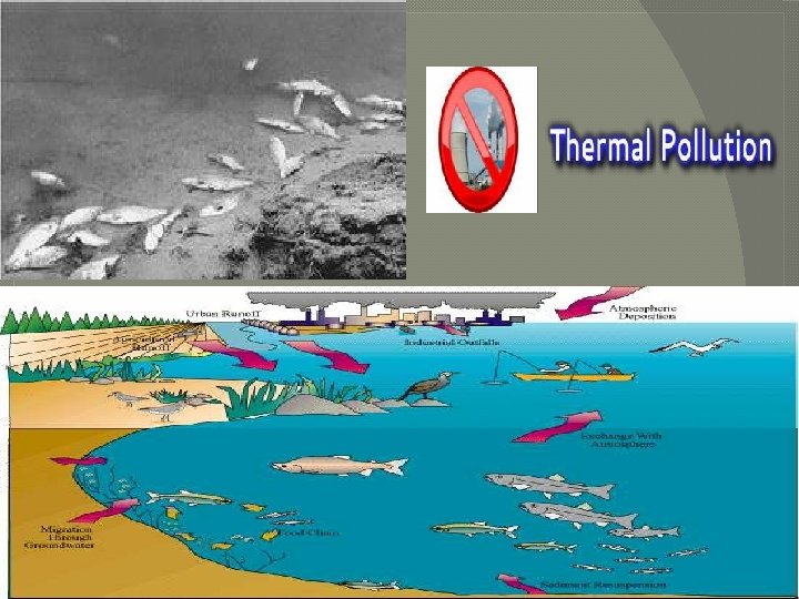 Thermal Marine Pollution Thermal Pollution is the harmful