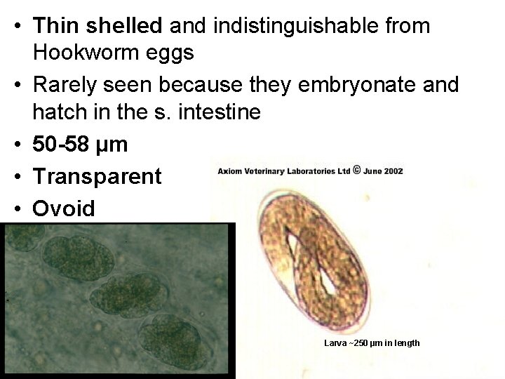 Strongyloides stercoralis Anguillula stercoralis Bavay 1876 Geographic ...