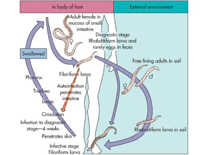 Strongyloides stercoralis Anguillula stercoralis Bavay 1876 Geographic ...