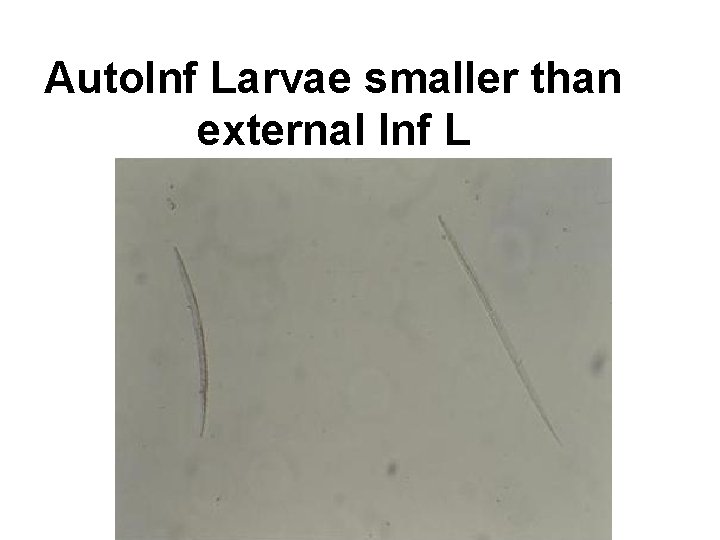 Strongyloides stercoralis Anguillula stercoralis Bavay 1876 Geographic ...