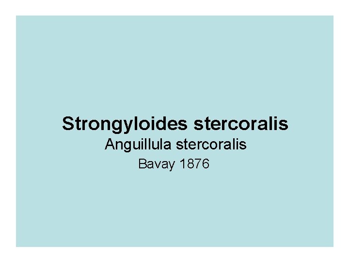 Strongyloides stercoralis Anguillula stercoralis Bavay 1876 Geographic ...