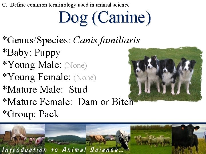 C Define common terminology used in animal science