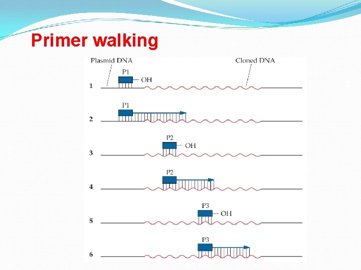 Chemical Synthesis Amplification and Sequencing of DNA Part