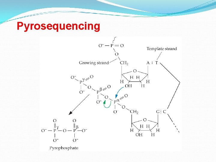 Chemical Synthesis Amplification and Sequencing of DNA Part