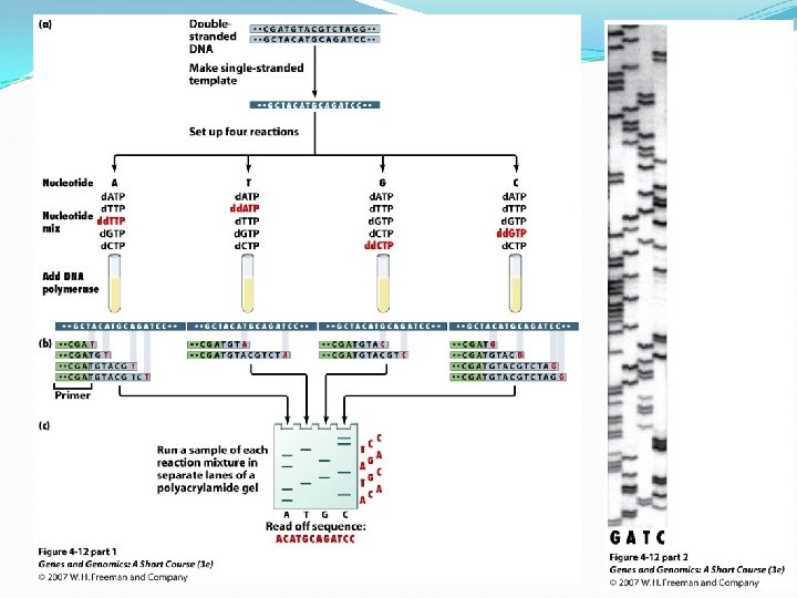Chemical Synthesis Amplification and Sequencing of DNA Part