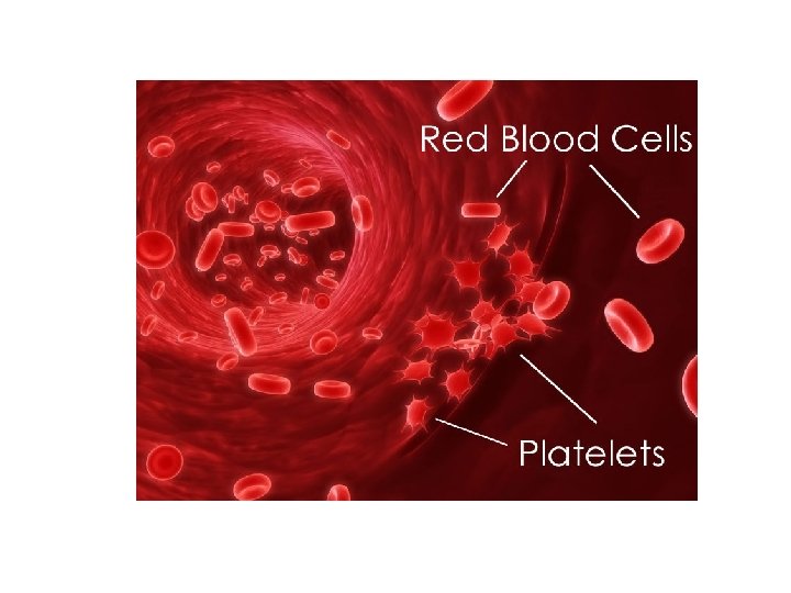 Why is blood important What is it made