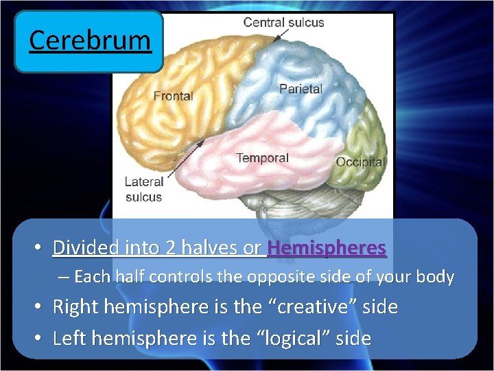 Divisions of the Nervous System HBH Chapter 7