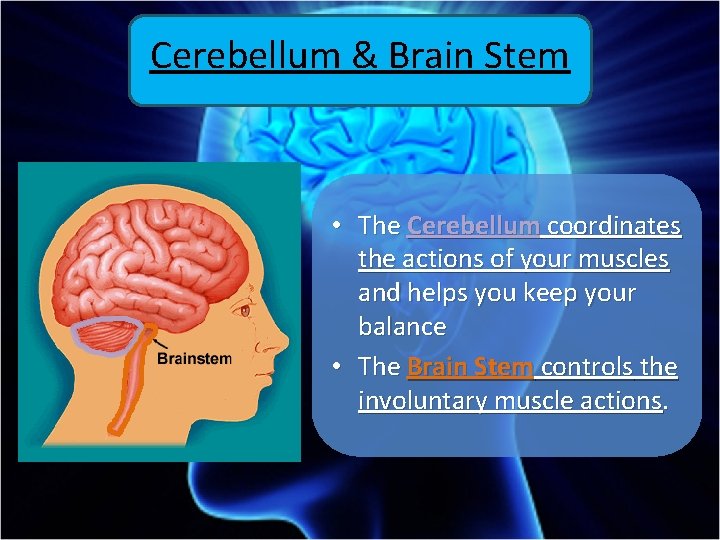 Divisions of the Nervous System HBH Chapter 7