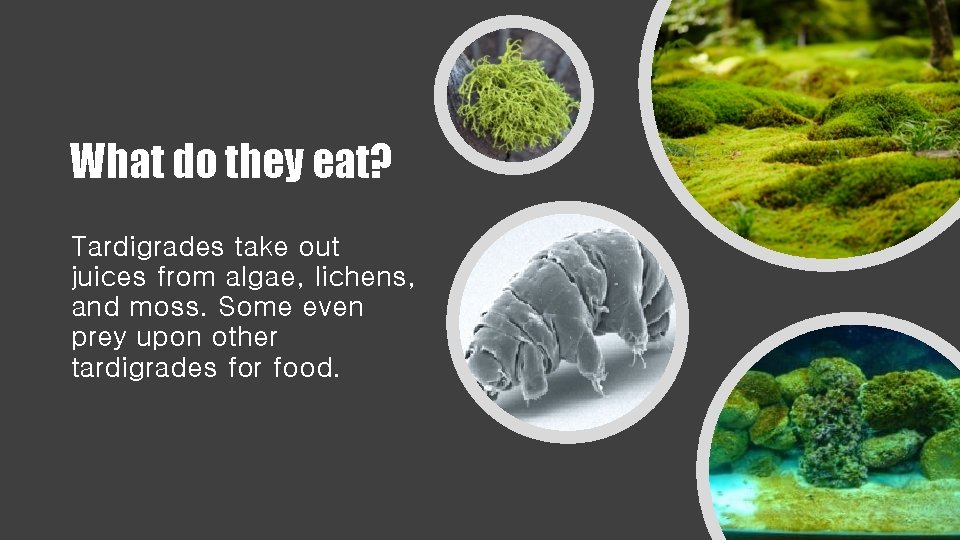 Tardigrades By Zoe Zitin This Photo by Unknown