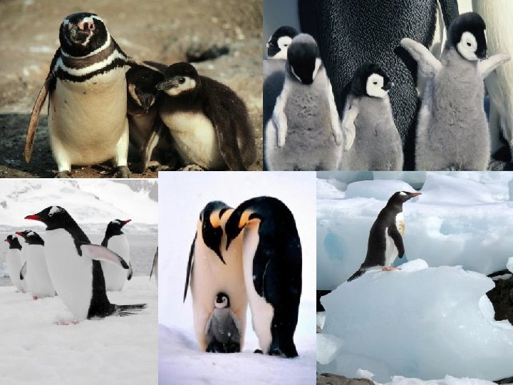 Global Warming How it effects Penguins Life of