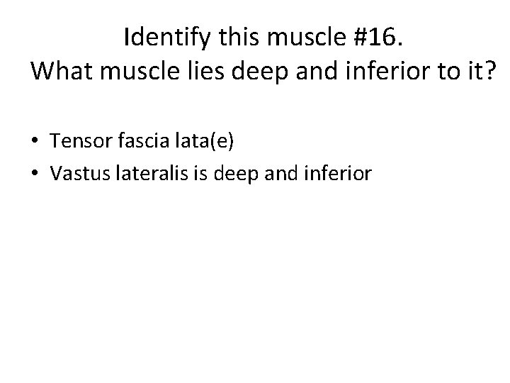 Mink Dissection Practice Practical Identify the muscles labeled