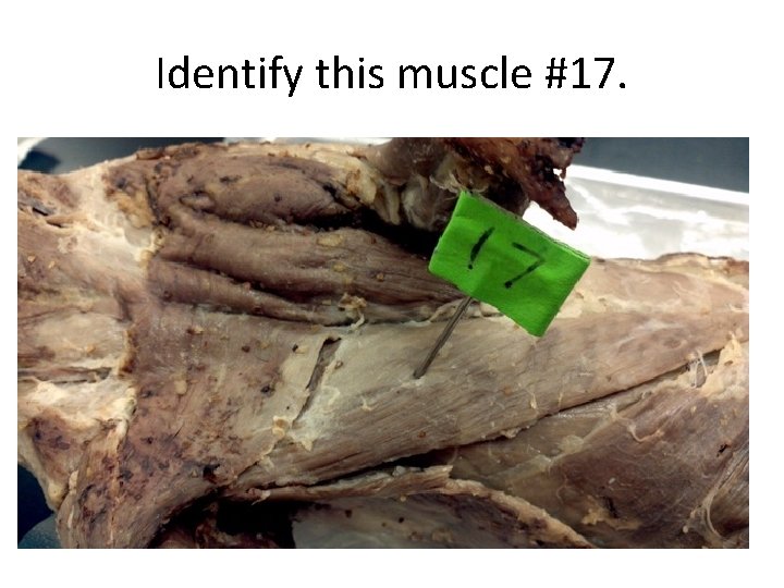 Mink Dissection Practice Practical Identify the muscles labeled