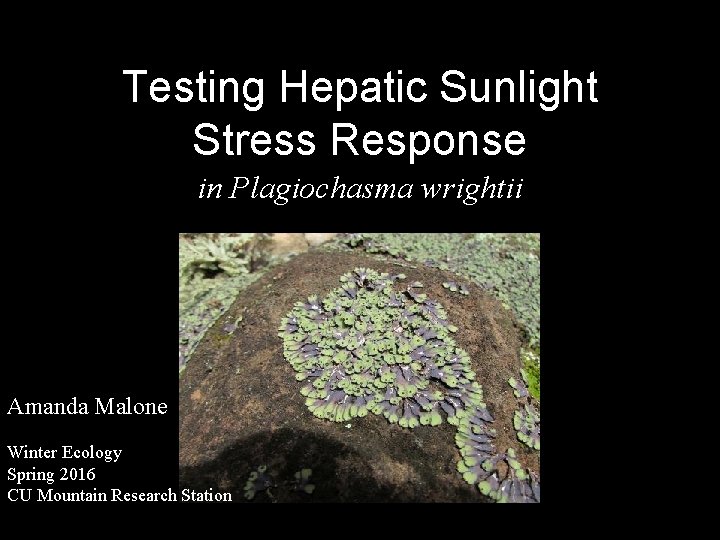 Testing Hepatic Sunlight Stress Response in Plagiochasma wrightii