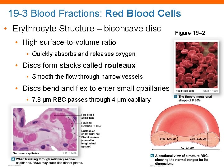 19 Blood Power Point Lecture Presentations prepared by