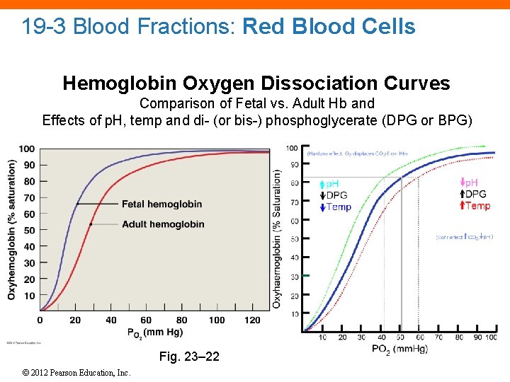 19 Blood Power Point Lecture Presentations prepared by